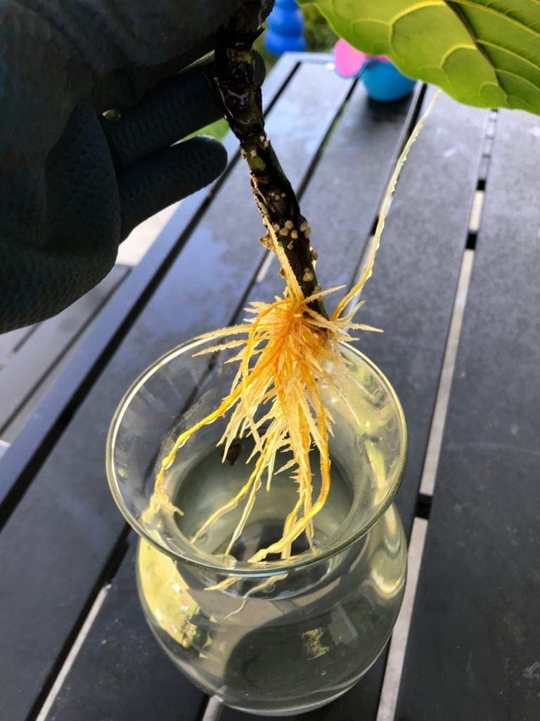 Easy Tips to Propagate And Care For Your Fiddle Leaf Fig Tree