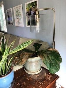 Easy Tips to Propagate And Care For Your Fiddle Leaf Fig Tree