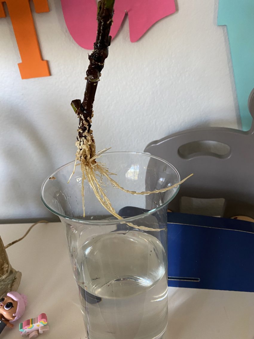 Easy Tips to Care For and Propagate Your Fiddle Leaf Fig Tree